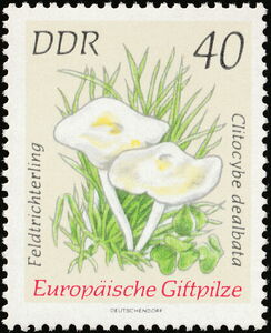 Timbre: Ivory Funnel (Clitocybe dealbata) (Allemagne, République ...