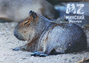 Pocket Calendar: Wombat (Belarus(Minsk Zoo) Col:BY-2022-Animal-003.11