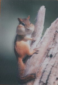 Pocket Calendar: Chipmunk (Russia(Animals (Fauna)) Col:RUS-2023-Animal ...