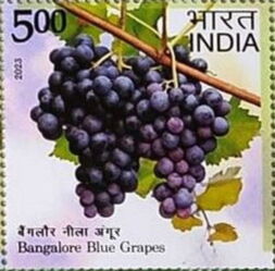 Stamp: Bangalore Blue Grapes (India(Agricultural Products with ...