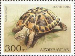 Stamp: Hermann's Tortoise (Testudo hermanni) (Azerbaijan(Tortoises and ...
