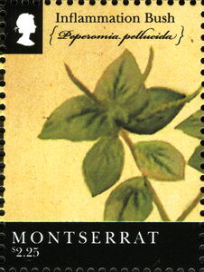 Stamp: Inflammation Bush (Peperomia pollucida) (Montserrat(Medicinal ...
