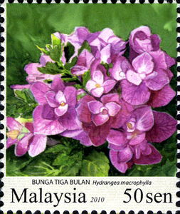 Stamp: Bunga tiga bulan - Hydrangea macrophylla (Malaysia(Garden ...