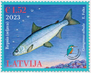 Stamp: Vendace (Coregonus albula) (LatviaMi:LV 1187,Sn:LV 1128,Yt:LV 1164