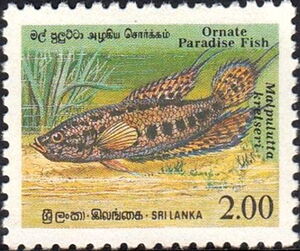 Stamp: Ornate Paradise Fish (Malpulutta kretseri) (Sri Lanka(Endemic ...