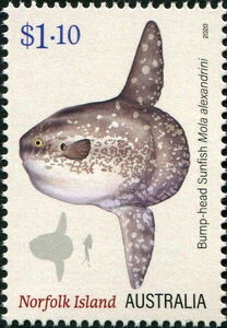Stamp: Bump-head Sunfish (Mola alexandrini) (Norfolk Island(Ocean ...