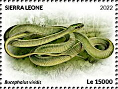 Stamp: Boomslang (Bucephalus viridis) (Sierra Leone(Snakes (2022)) Col ...