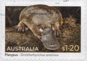 Stamp: Platypus (Ornithorhynchus anatinus) (Australia(Native Animals of ...