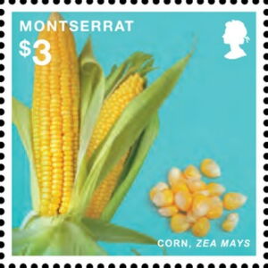 Stamp: Corn (Zea Mays) (Montserrat(Vegetables (2014)) Mi:MS 1722,Sn:MS ...