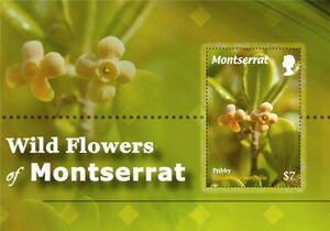 Stamp: Wild Flowers of Montserrat (Montserrat(Wild Flowers of ...