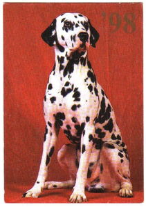 Pocket Calendar: Dalmatian (Russia(Dogs) Col:RUS-1998-Dog-022.02 📅