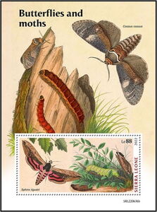 Stamp: Sphinx ligustri (Sierra Leone(Butterflies and Moths (2022)) Col ...