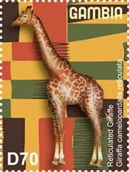 Stamp: Reticulated Giraffe (Giraffa camelopardalis reticulata) (Gambia ...