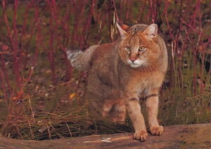 Pocket Calendar: Jungle Cat (Estonia(Wild cats) Col:EST-2023-WCats-002.02