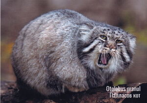 Pocket Calendar: Pallas's Cat (Estonia(Wild cats) Col:EST-2023-WCats-003.01