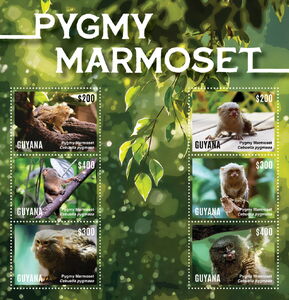 Stamp: Pygmy Marmoset (Guyana(Pygmy Marmoset (2022)) Mi:GY 9896-9901KB ...