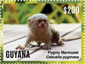 Stamp: Pygmy Marmoset (Cebuella pygmaea) (Guyana(Pygmy Marmoset (2022 ...