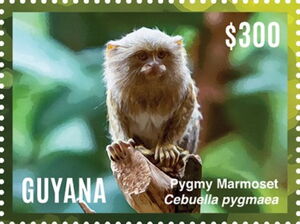 Stamp: Pygmy Marmoset (Guyana(Pygmy Marmoset (2022)) Yt:GY 7332