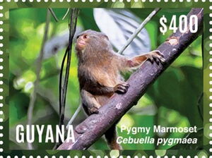 Stamp: Pygmy Marmoset (Guyana(Pygmy Marmoset (2022)) Mi:GY 9900,Sn:GY ...