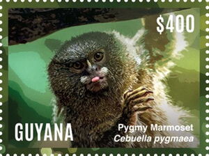 Stamp: Pygmy Marmoset (Guyana(Pygmy Marmoset (2022)) Mi:GY 9901,Yt:GY 7335