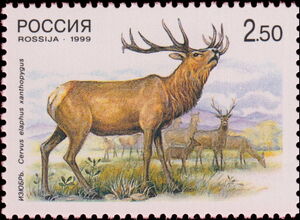 Stamp: Manchurian Wapiti (Cervus elaphus xanthopygus), Stag (Russia ...