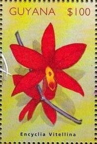 Stamp: Orchids - Encyclia Vitellina (Guyana(Orchids) Mi:GY 7425,Sn:GY ...