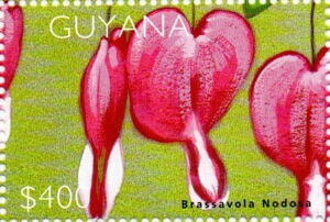Stamp: Orchids - Brassavola nodosa (Guyana(Orchids) Mi:GY 7430