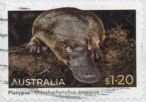 Stamp: Platypus (Ornithorhynchus anatinus) (Australia(Native Animals of ...