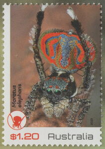 Stamp: Elephant-face Peacock Spider (Maratus elephans) (Australia ...