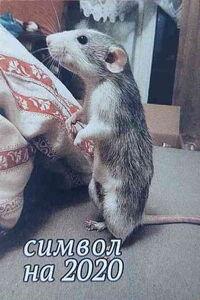 Pocket Calendar: Rat (Bulgaria(Rats) Col:BUL-2020-Rat-001.02
