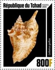 Stamp: Shells (Chad(Shells (2020:1)) Mi:TD 4198,Yt:TD 2835