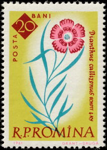 Stamp: King's Clove (Dianthus callizonus) (Romania(Centenary of ...