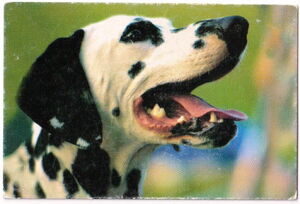 Pocket Calendar: Dalmatian (Ukraine(Dogs) Col:UA-2000-Dog-009.01