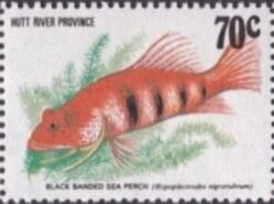 Stamp: Coral Fish, Black Banded Sea Perch (Australia: Cinderella Stamps ...