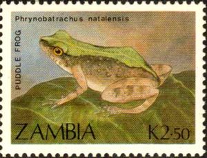 Stamp: Natal Dwarf Puddle Frog (Phrynobatrachus natalensis) (Zambia(Frogs and Toads) Mi:ZM 471 ...