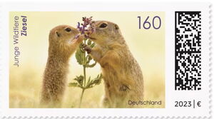 Stamp: Ground Squirrels (Sciuridae sp) (Germany, Federal Republic(Baby ...