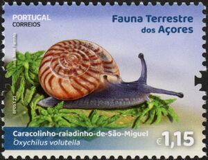 Selo: São Miguel Rayed Snail (Oxychilus volutella) (Açores(Fauna ...