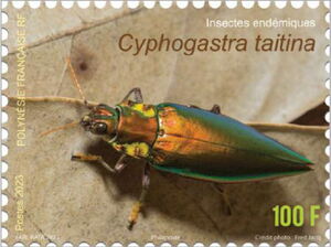 Stamp: Cyphogastra taitina (French Polynesia(Endemic Insects of Tahiti ...