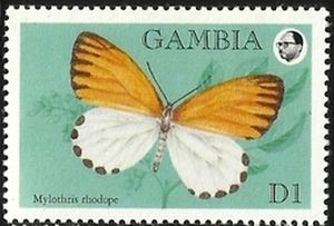Stamp: Common Dotted Border (Mylothris rhodope) (Gambia(Butterflies ...