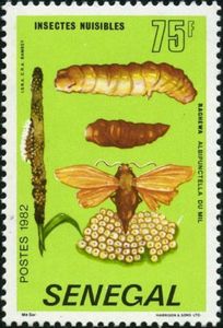 Stamp: Millet Head Miner Moth (Raghuva albipunctella) (Senegal(Insect ...