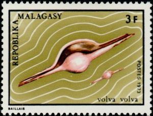 Stamp: Shuttle Volva (Volva volva) (Madagascar(Shells 1973) Mi:MG 675 ...