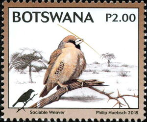 切手: Sociable Weaver (Philetairus socius) (ボツワナ(Kgalagadi Biodiversity ...