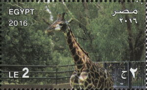 Stamp: Giraffe (Giraffa camelopardis) (Egypt(125th Anniversary of the ...
