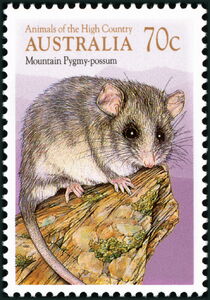 Stamp: Mountain Pygmy Possum (Burramys parvus) (Australia(Animals of ...