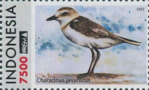 Stamp: Javan Plover (Charadrius javanicus) (Indonesia(Birds (2023)) Yt ...