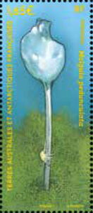 Stamp: Sea Grapes (Molgula pedunculata ) (French Southern and Antarctic ...