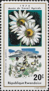 Stamp: Plantation of Pyrethrum (Rwanda(Year of field work; agricultural ...