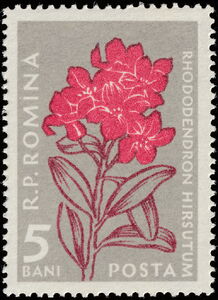 Stamp: Alpine Rush (Rhododendron hirsutum) (Romania(Flowers of the ...
