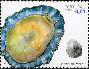 Selo: Azorean Limpet (Patella aspera) (Ilha da Madeira(Fauna Marinha da ...