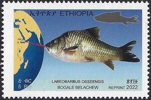Stamp: Labeobarbus osseensis Dated 2022 (Ethiopia(Reprinted ...